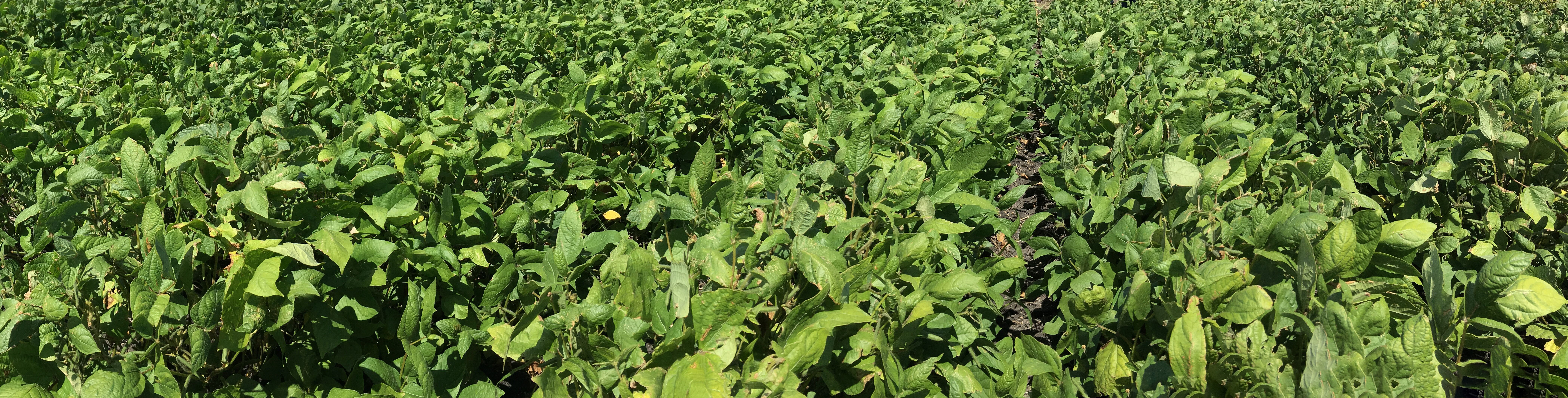 Mung beans | Aik Saath